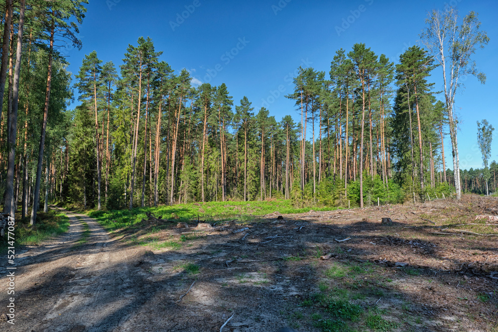 las, Polska, Mazury, lato, wakacje, drzewa, puszcza, droga w lesie foto ...