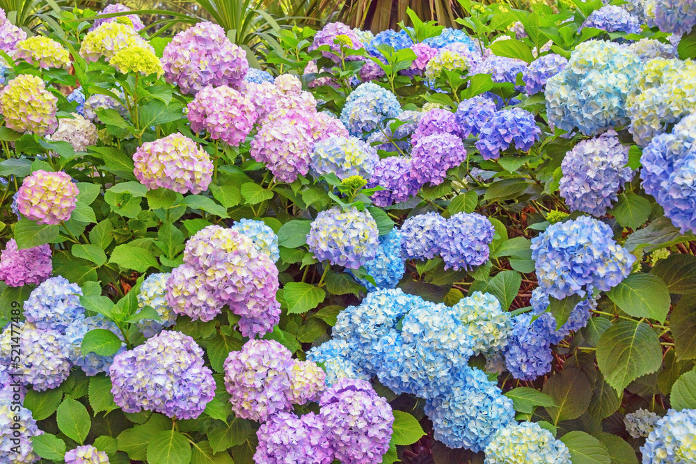 Beautiful colorful flowers of hydrangea ( Hydrangea macrophylla ) in ...