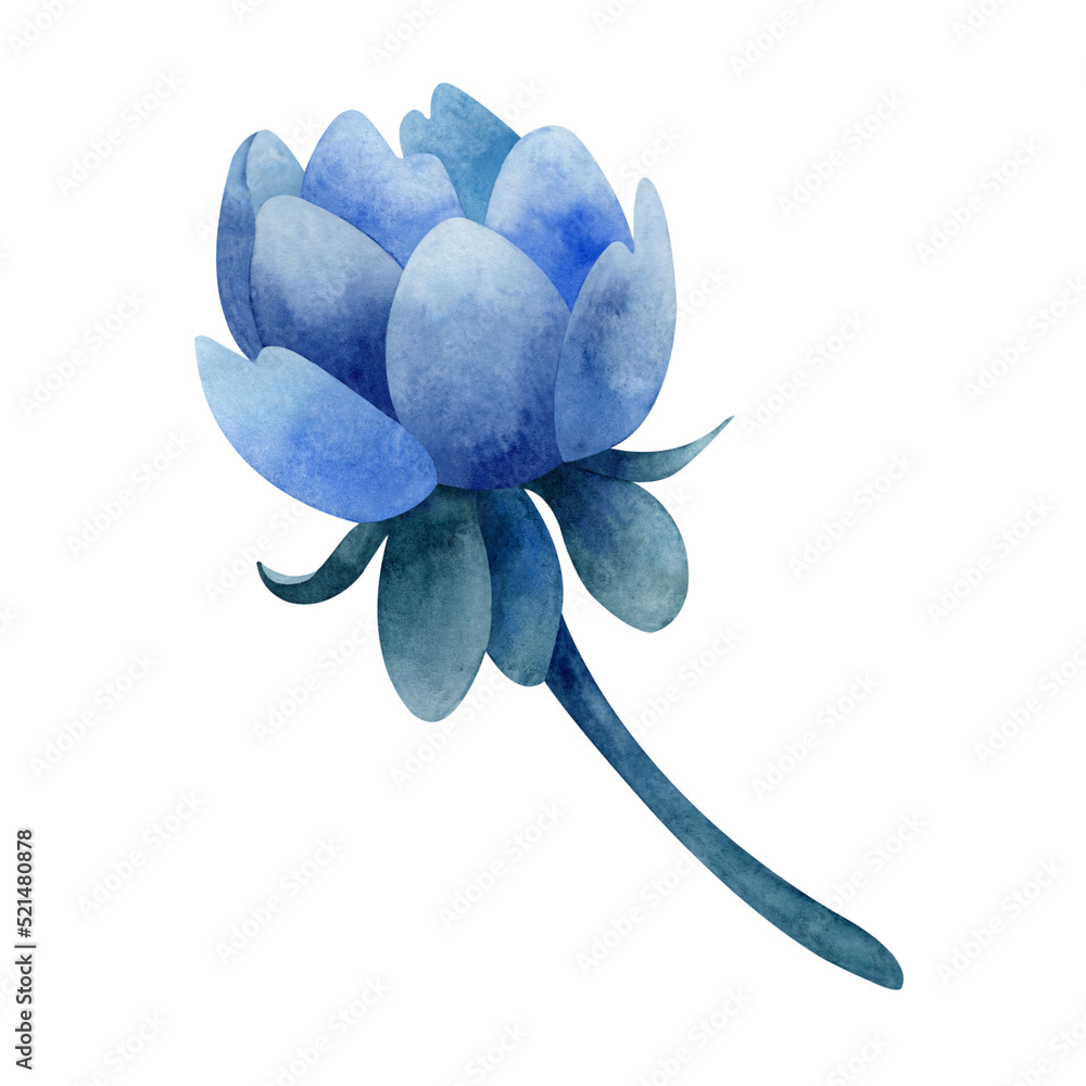 Watercolor delicate blue flower clipart on white background. Hand drawn ...