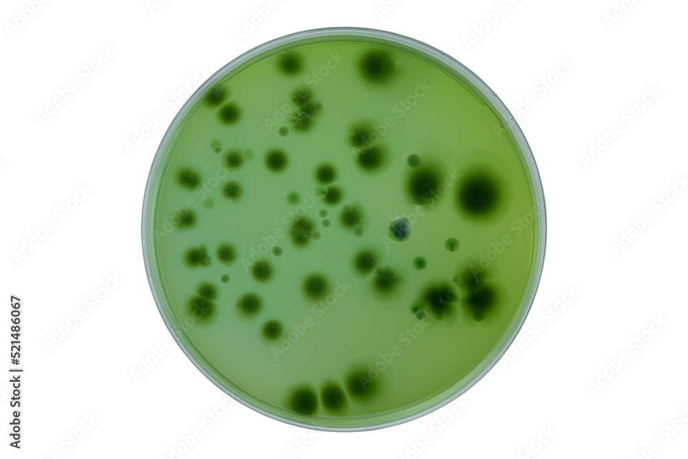 Petri dish and culture media with bacteria on white background with ...