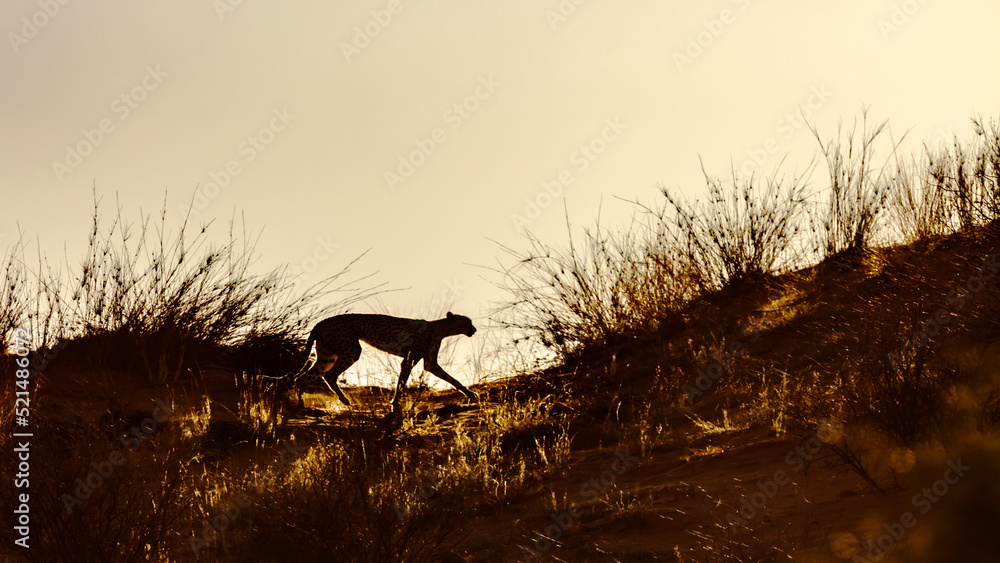 Cheetah walking in sand dune at dawn in Kgalagadi transfrontier park ...