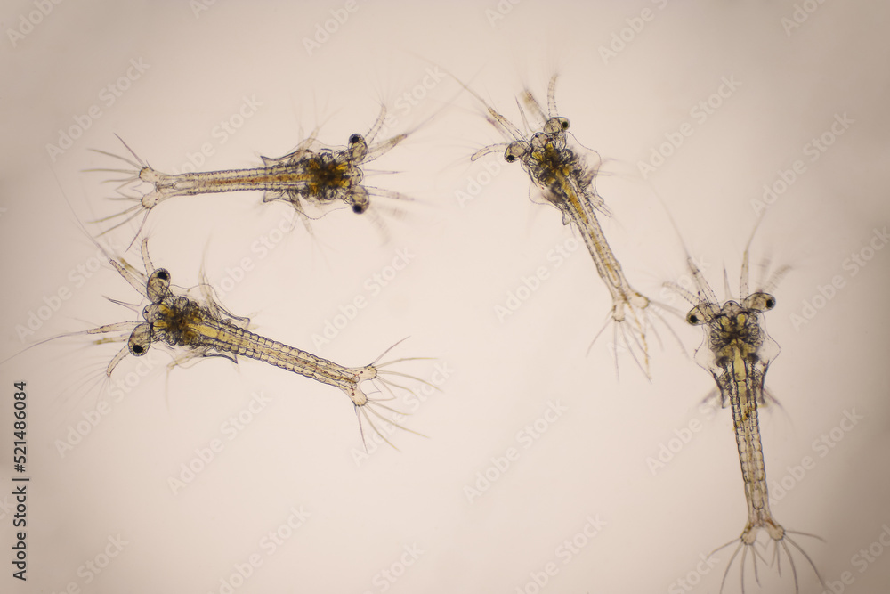 Stockfoto Shrimp, Zoea stage of Vannamei shrimp in light microscope ...