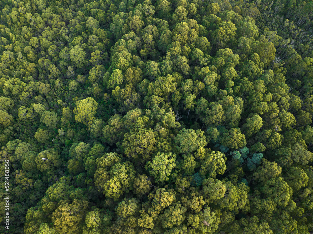 flying over a plantation of trees, in a forestry farm, in the bush in ...