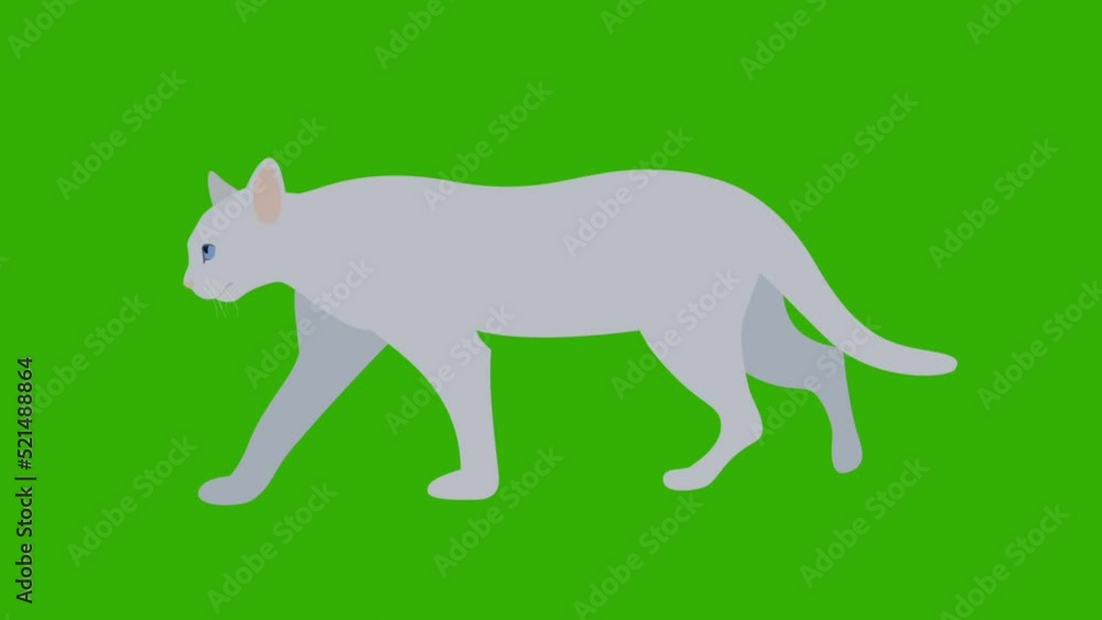Cat Walk - walk cycle Animation Stock ビデオ | Adobe Stock