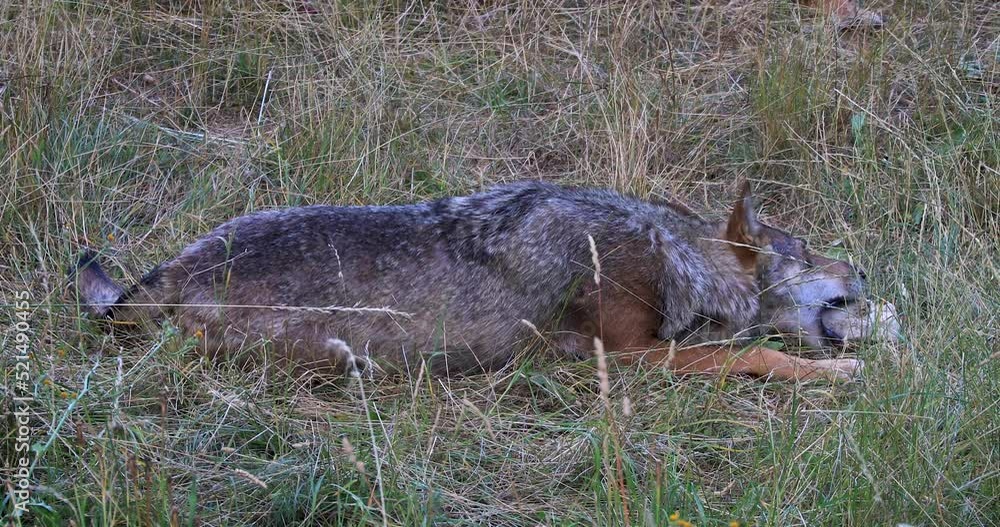 Italian wolf, Canis Lupus Italicus, unique subspecies of the indigenous ...