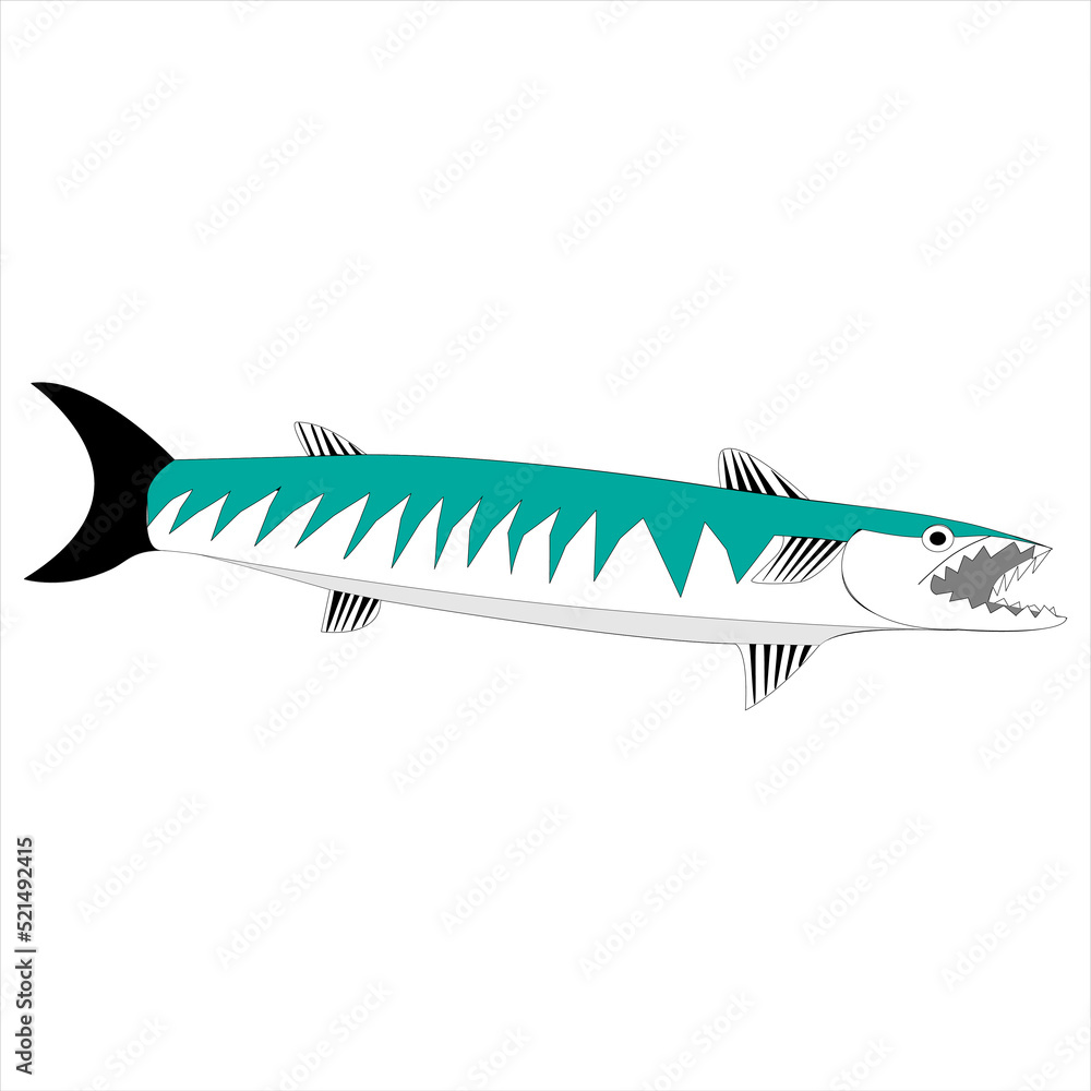 Peces de mar Pez Picua nombre cientifico Sphyraena barracuda Stock ...