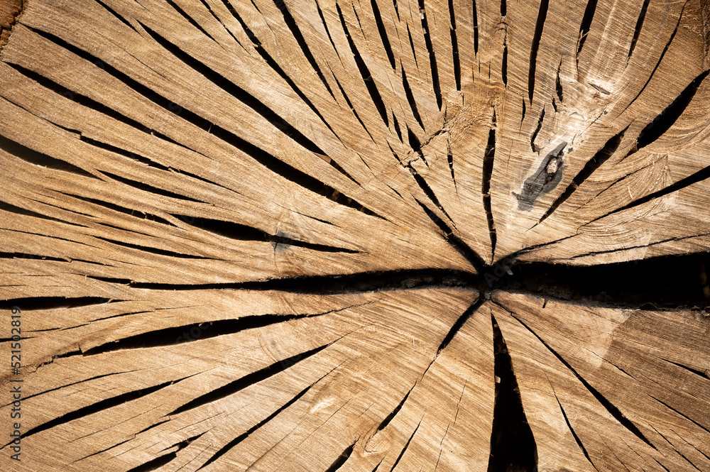 Felled tree background. Old plant stump. Scorched slice of a tree ...