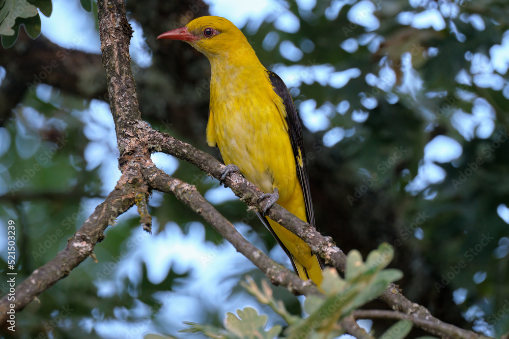 The golden oriole also called golden oriole is the only member of the ...