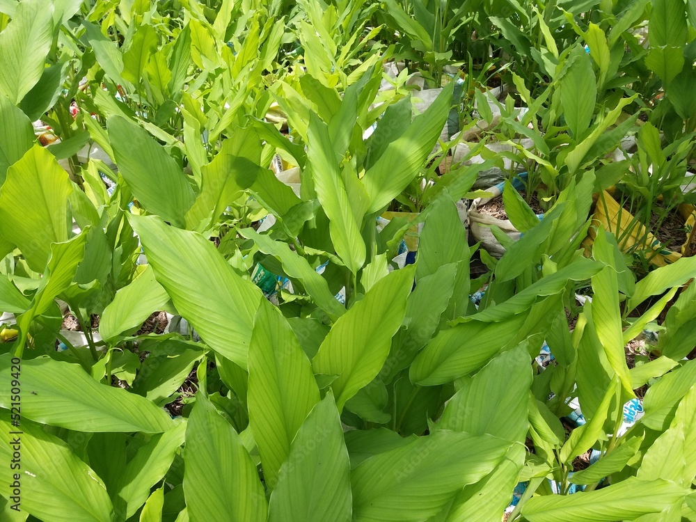 Turmeric (Kaha) plants with nature Background in Sri Lanka 2022.08.05 ...
