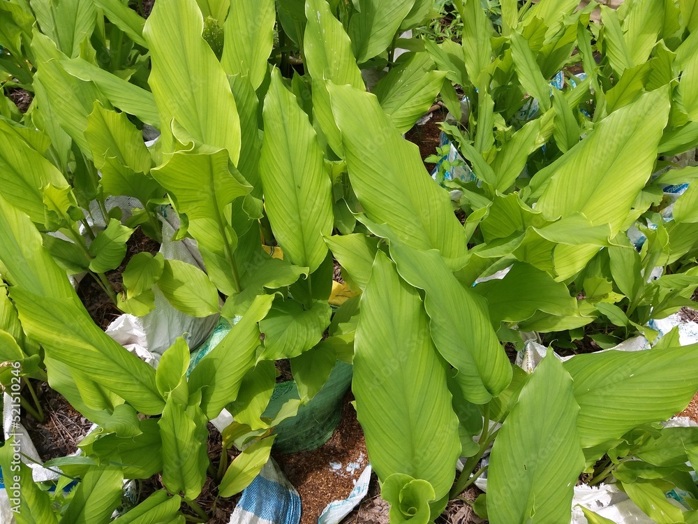 Turmeric (Kaha) plants with nature Background in Sri Lanka 2022.08.05 ...