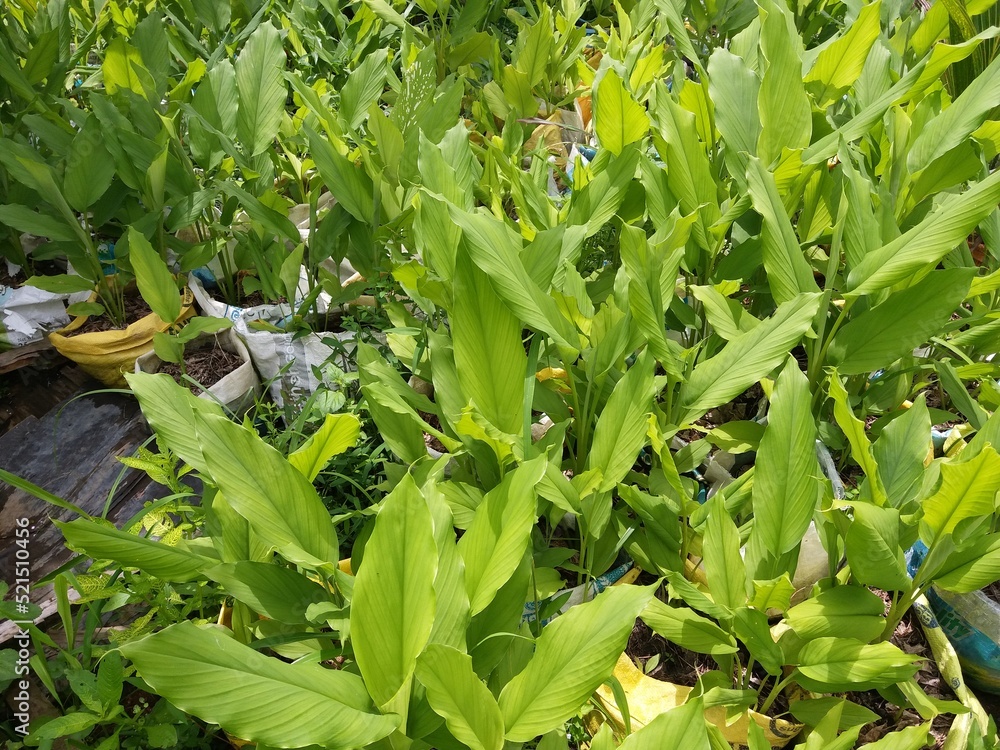 Turmeric (Kaha) plants with nature Background in Sri Lanka 2022.08.05 ...