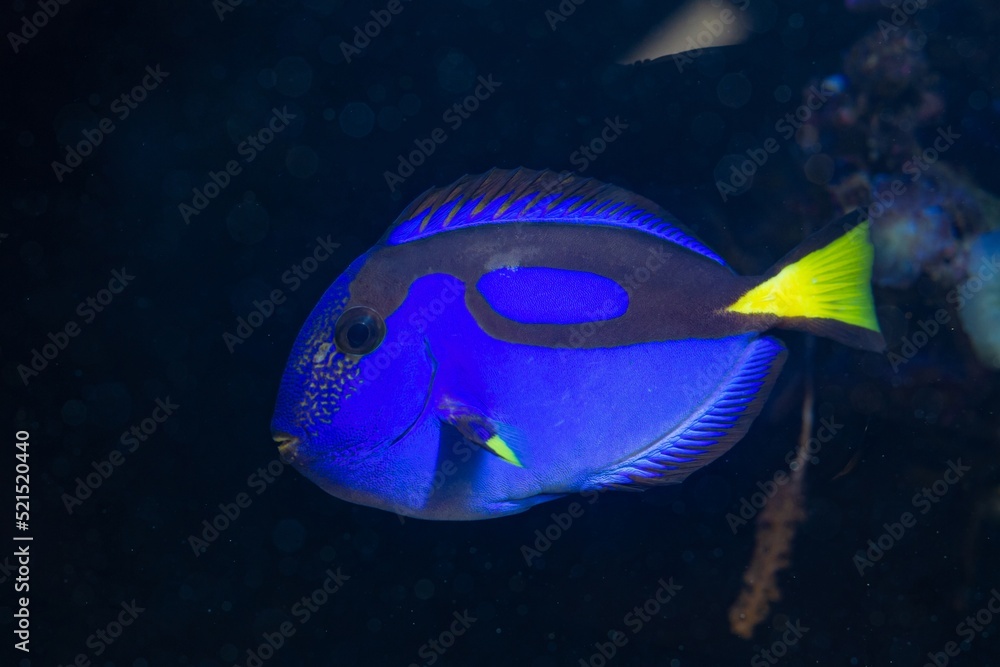 royal blue tang side view swim and show natural behaviour in coral reef ...