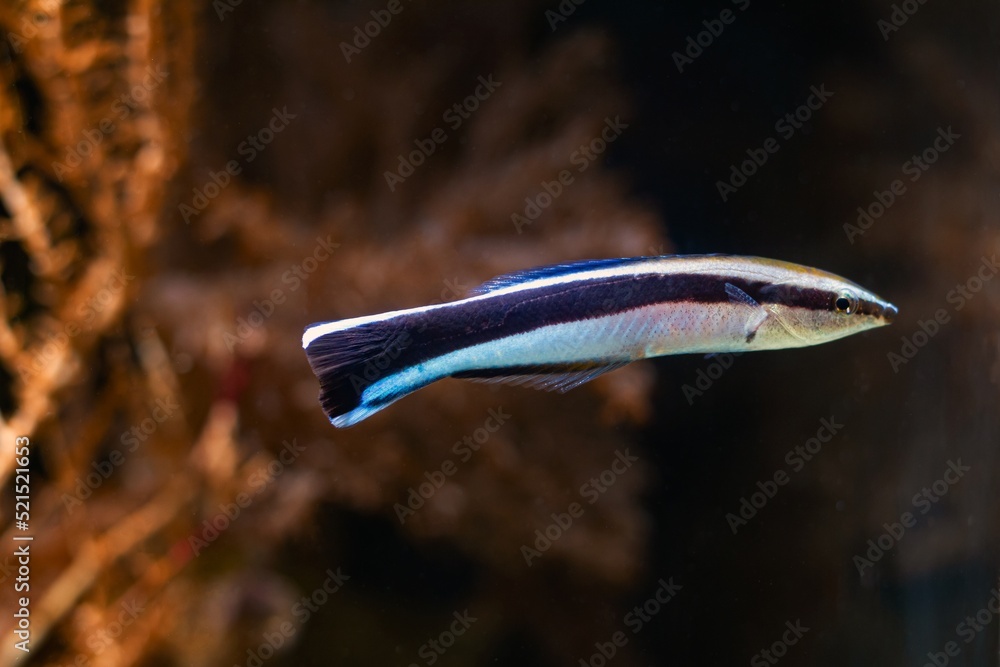 bluestreak cleaner wrasse side view, useful fish clean other animals ...