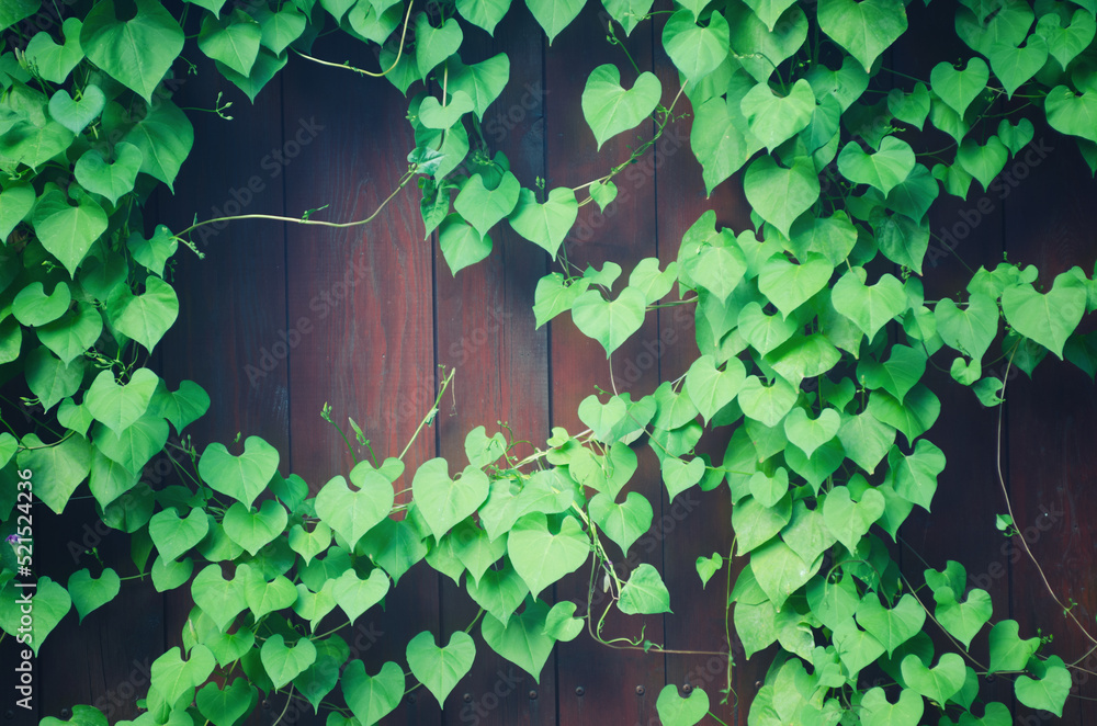 Big green leaves of crawler plant on wooden fence in summer Stock Photo ...