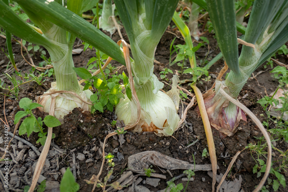 Horta rural com uma plantação de cebolas prontas para a colheita Stock ...