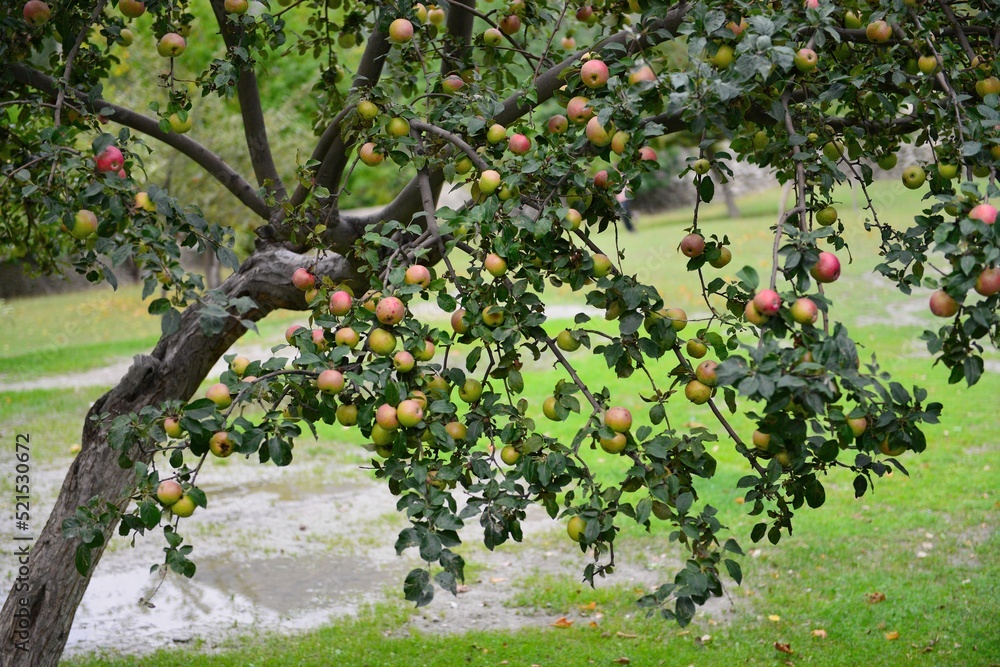 Foto de Apples hanging on a tree and ready to be plucked, an image from ...