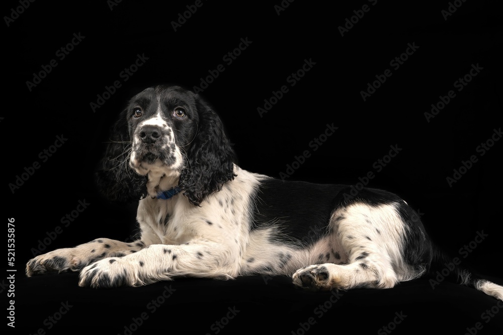 English Springer Spaniel Black And White