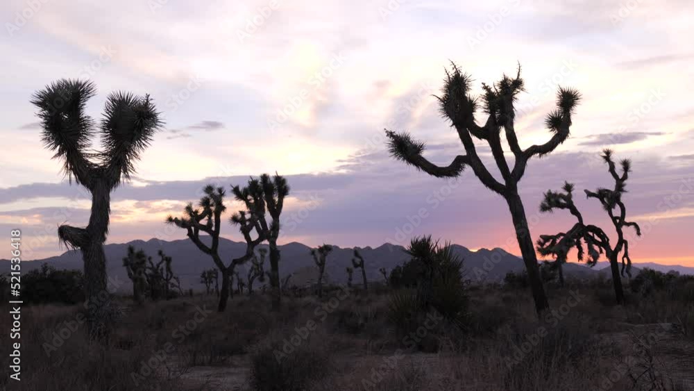 Joshua tree (Yucca brevifolia) is a perennial, evergreen plant. It ...