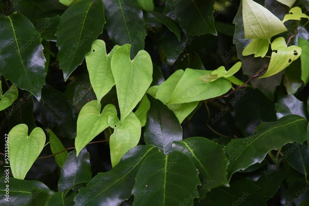 Fotka „Japanese yam ( Dioscorea japonica ) flowers and leaves ...