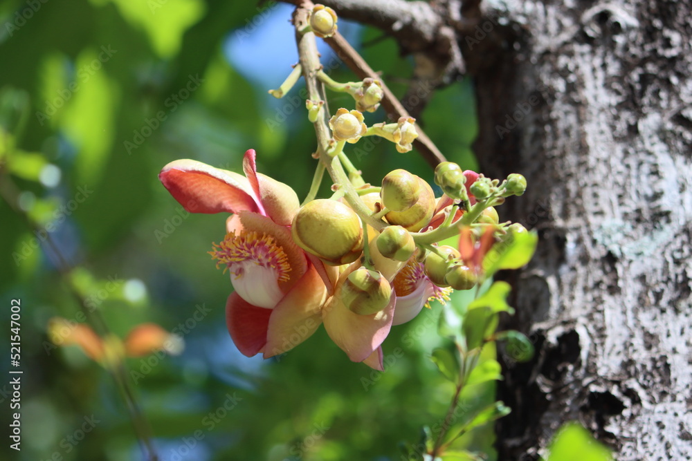 Cambodia. Couroupita guianensis, commonly known as Cannonball tree ...