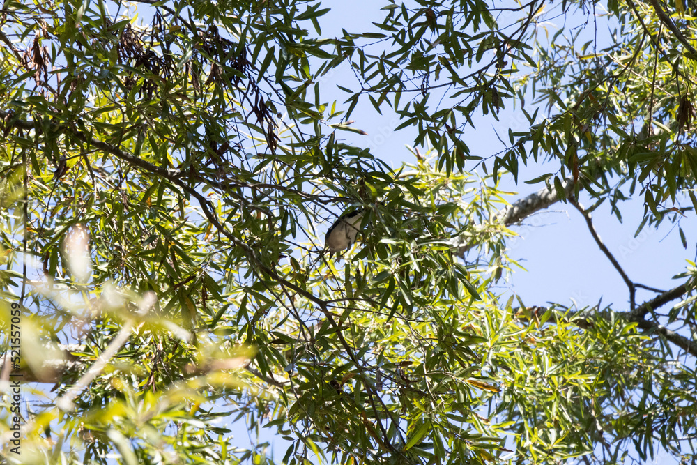 Blue Jay Hopping from Limb to Limb Stock Photo | Adobe Stock