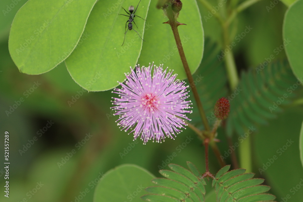 Cambodia. Mimosa pudica also called sensitive plant, sleepy plant ...