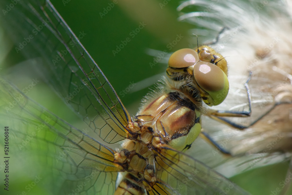sympétrum sanguin - sympetrum sanguineum - femelle Stock Photo | Adobe ...