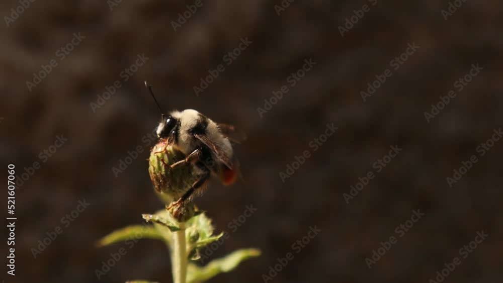 Bumblebee standing on a flower. Detail red tailed bumble bee. Bombus ...
