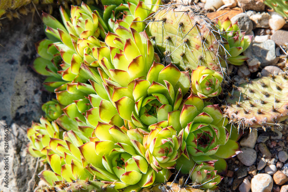 Succulents growing on rocks. Desert garden with succulents. Closeup of ...