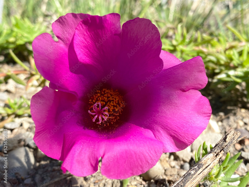 Rose moss (Portulaca grandiflora), Eleven o'clock, Mexican rose, Sun ...