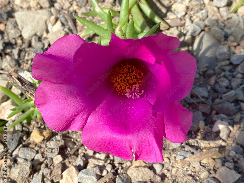 Rose moss (Portulaca grandiflora), Eleven o'clock, Mexican rose, Sun ...