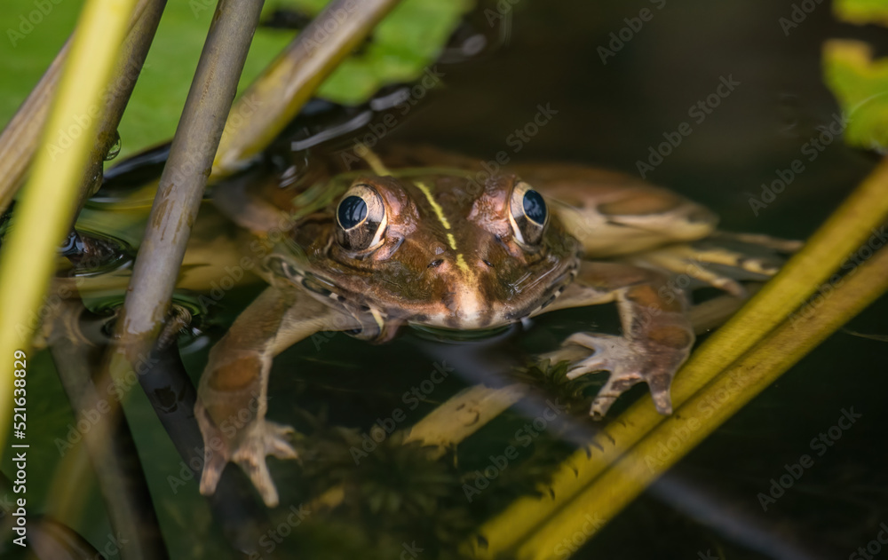 Indian bullfrog or Indus Valley bullfrog (Hoplobatrachus tigerinus ...