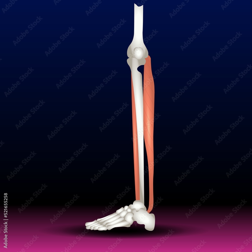 Peroneus tertius leg muscle with longus and brevis with human foot ...