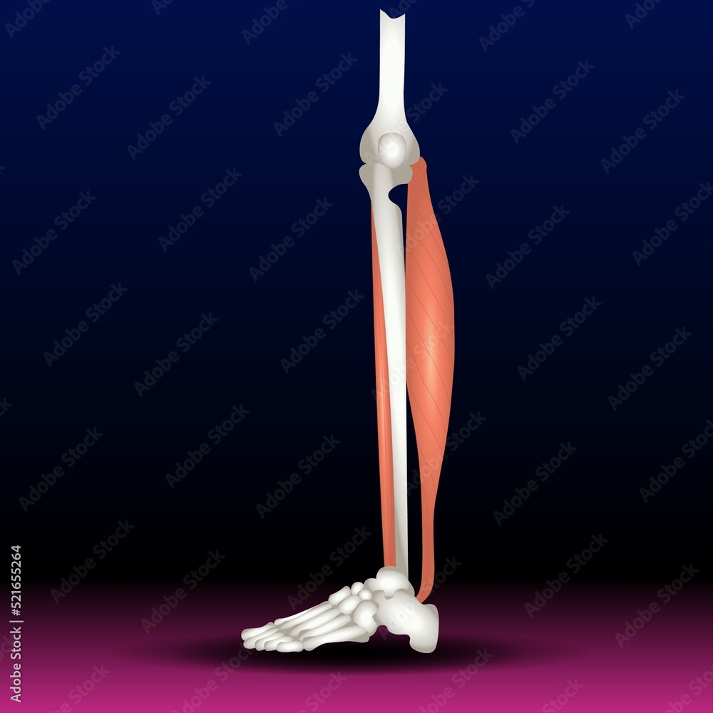 Peroneus tertius leg muscle with longus and brevis with human foot ...