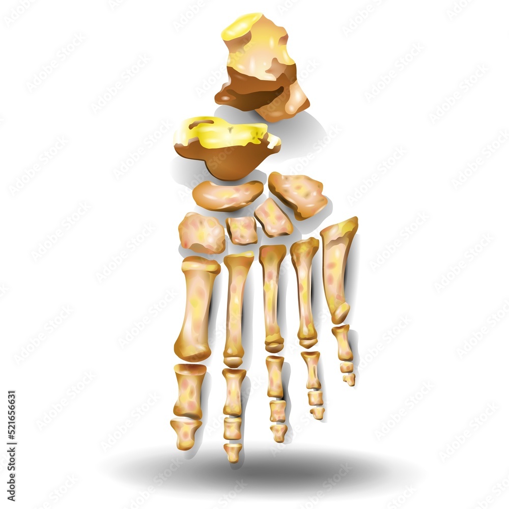 Anatomy of the Foot - Toe Skeleton on white background - Fla source ...