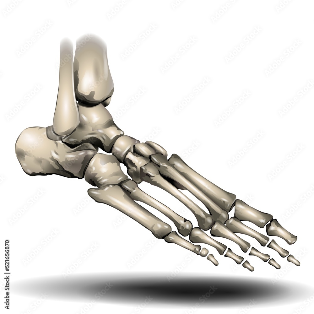 Ilustração do Stock: Toe Skeleton on White Background - Fla source file ...