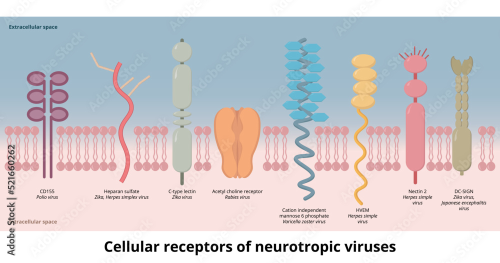 Cellular receptors of neurotropic viruses. Receptors used by common ...