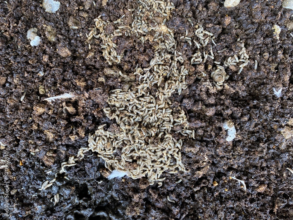 Fly Larvae in Chicken Manure. Image for Poultry waste management ...