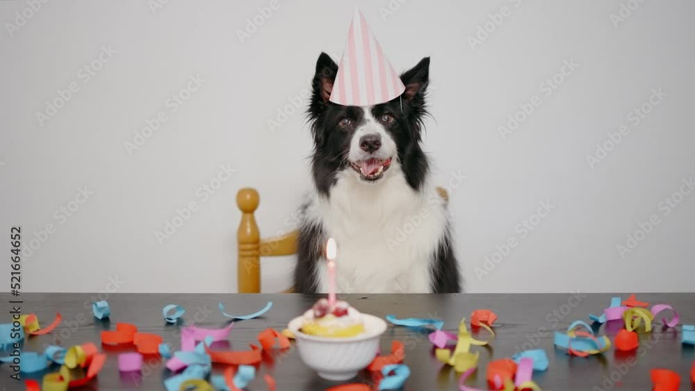Purebreed female border collie dog celebrating her birthday. Funny ...