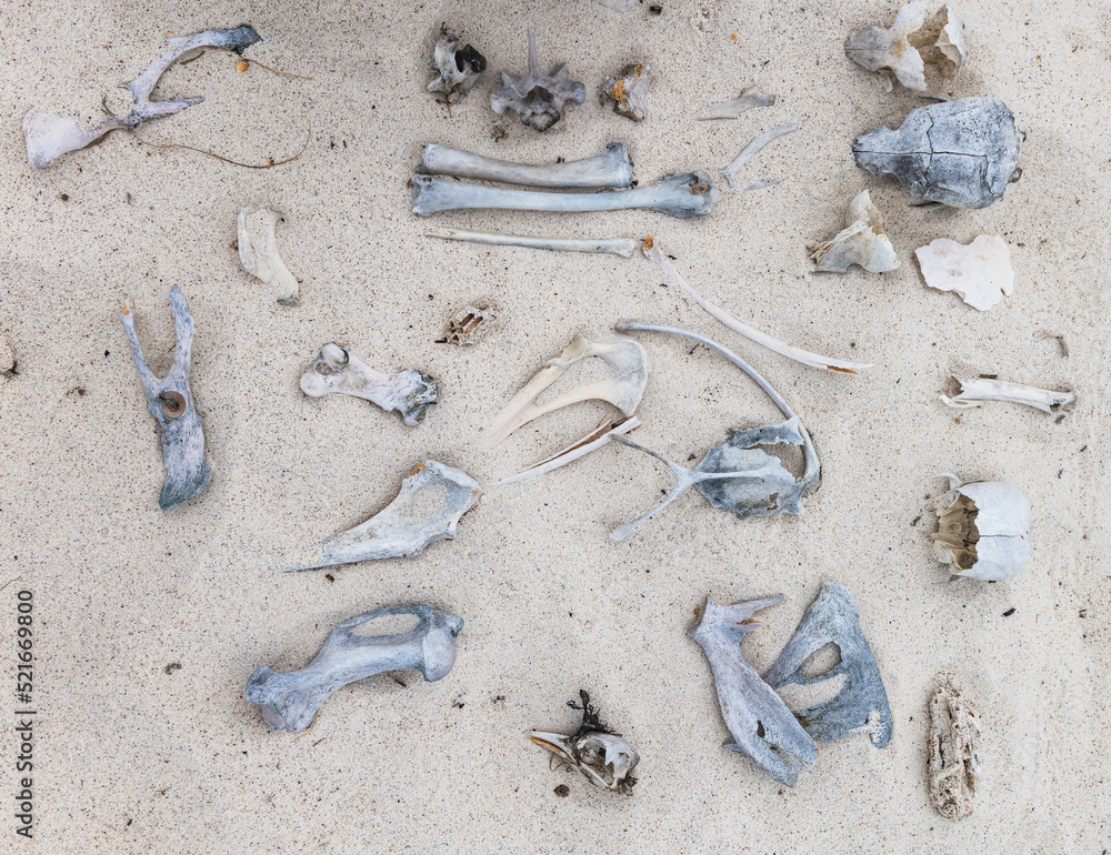 Dried animal bones on Espanola Island, Galapagos islands, Ecuador ...