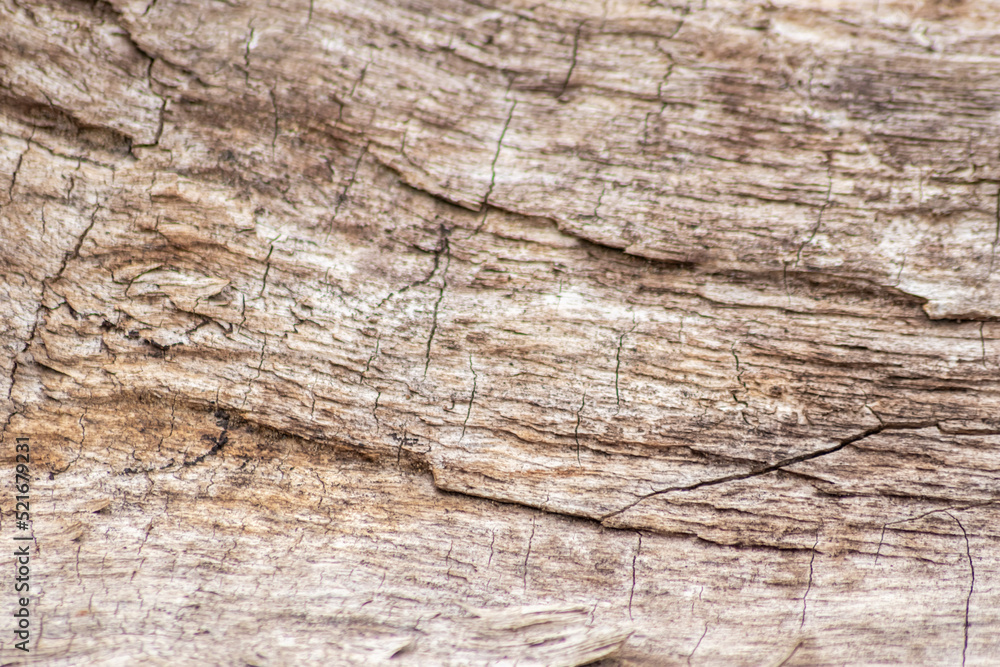 Foto de Natural figure of organic wooden grain shows tree details of ...