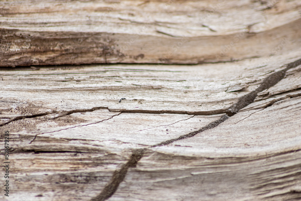 Natural figure of organic wooden grain shows tree details of hardwood ...