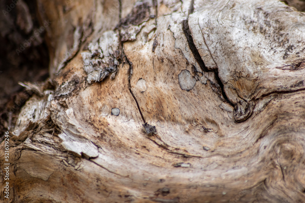 Natural figure of organic wooden grain shows tree details of hardwood ...