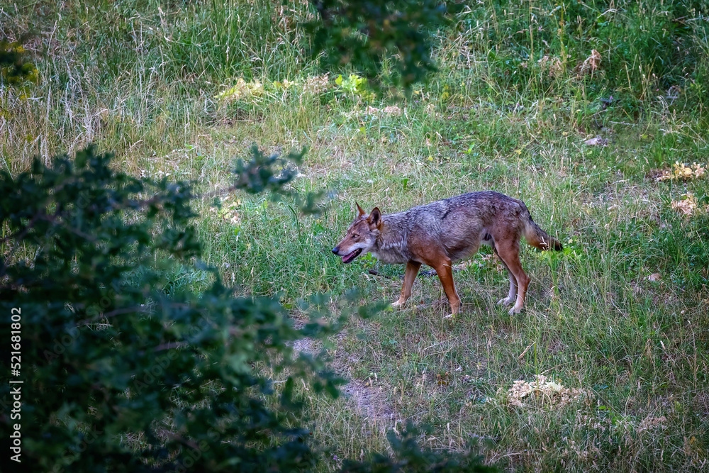Italian wolf, Canis Lupus Italicus, unique subspecies of the indigenous ...