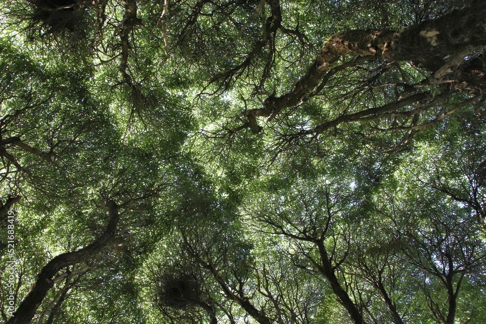 Foto de Forest seen from below. Leafy trees look beautiful and ...