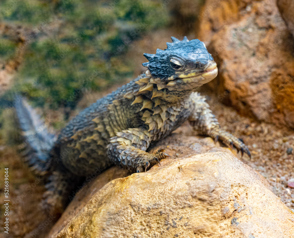 Giant Girdled Lizard, Cordylus giganteus, South Africa. Stock Photo ...