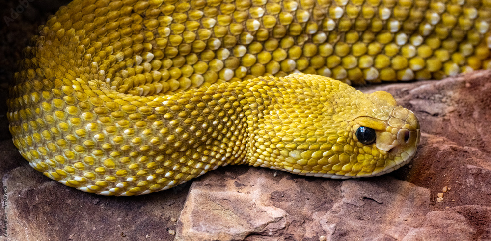 Mexican West Coast Rattlesnake or Mexican Green Rattler (Crotalus ...