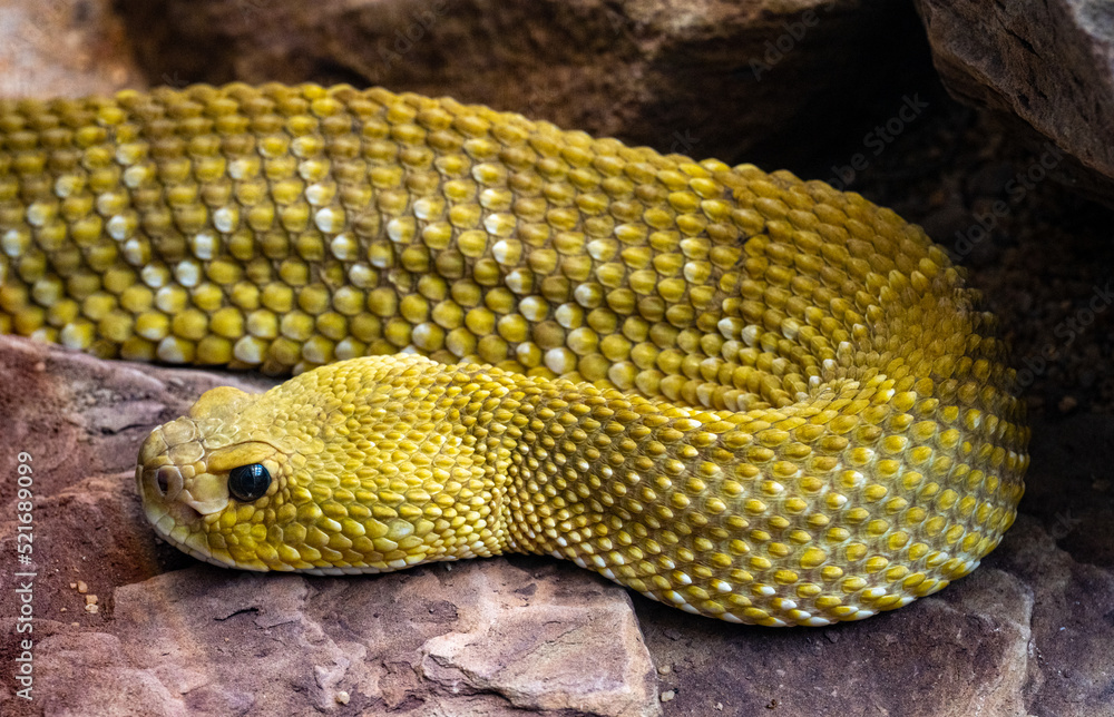 Photo & Art Print Mexican West Coast Rattlesnake or Mexican Green ...