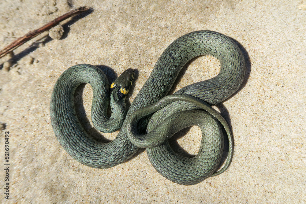Grass snake on a sandy beach near the sea. A snake, coiled in a ball of ...