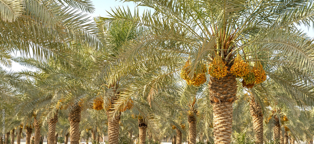 Date palm branches with ripe dates. Saudi arabian dates farm. Stock ...